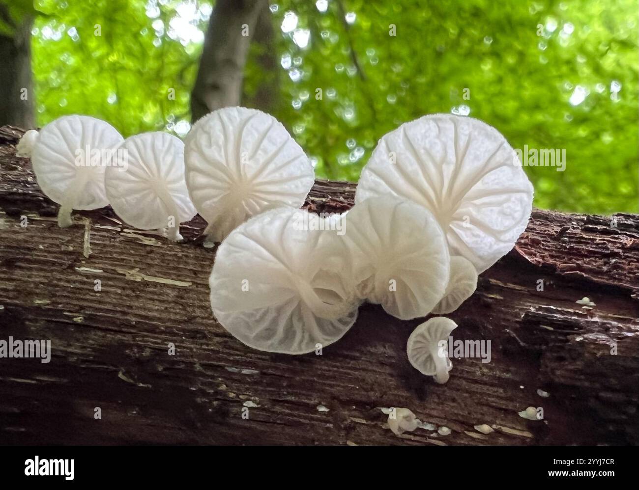 Fairy Parachutes (Marasmiellus candidus Stock Photo - Alamy