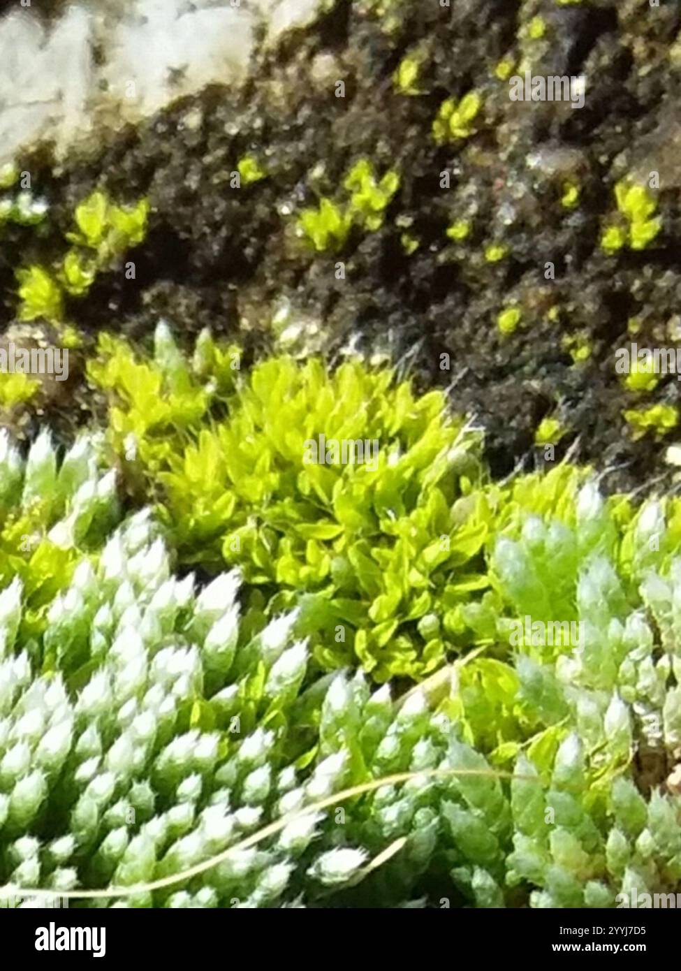 Wall Screw-moss (Tortula muralis Stock Photo - Alamy
