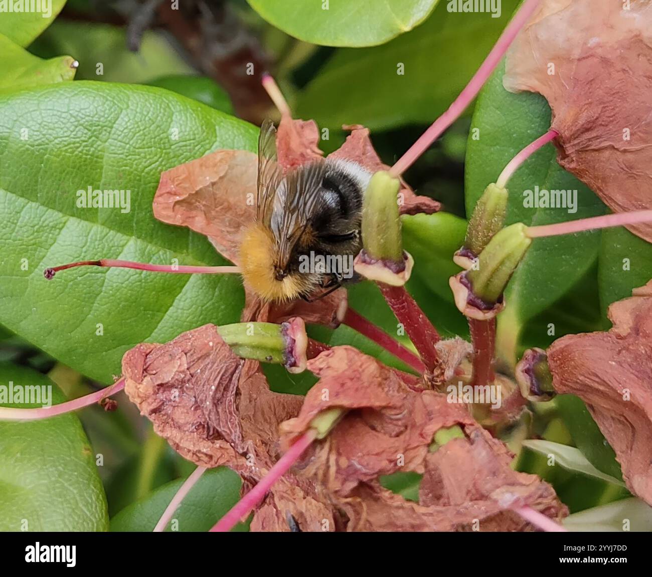 Tree Bumble Bee (Bombus hypnorum Stock Photo - Alamy
