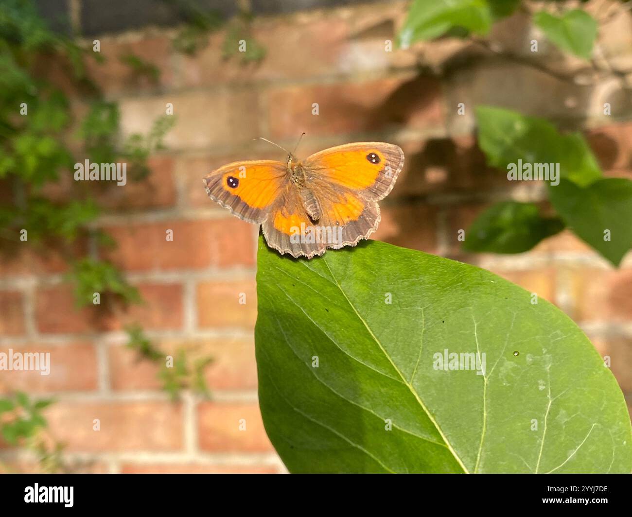 Gatekeeper (Pyronia tithonus Stock Photo - Alamy