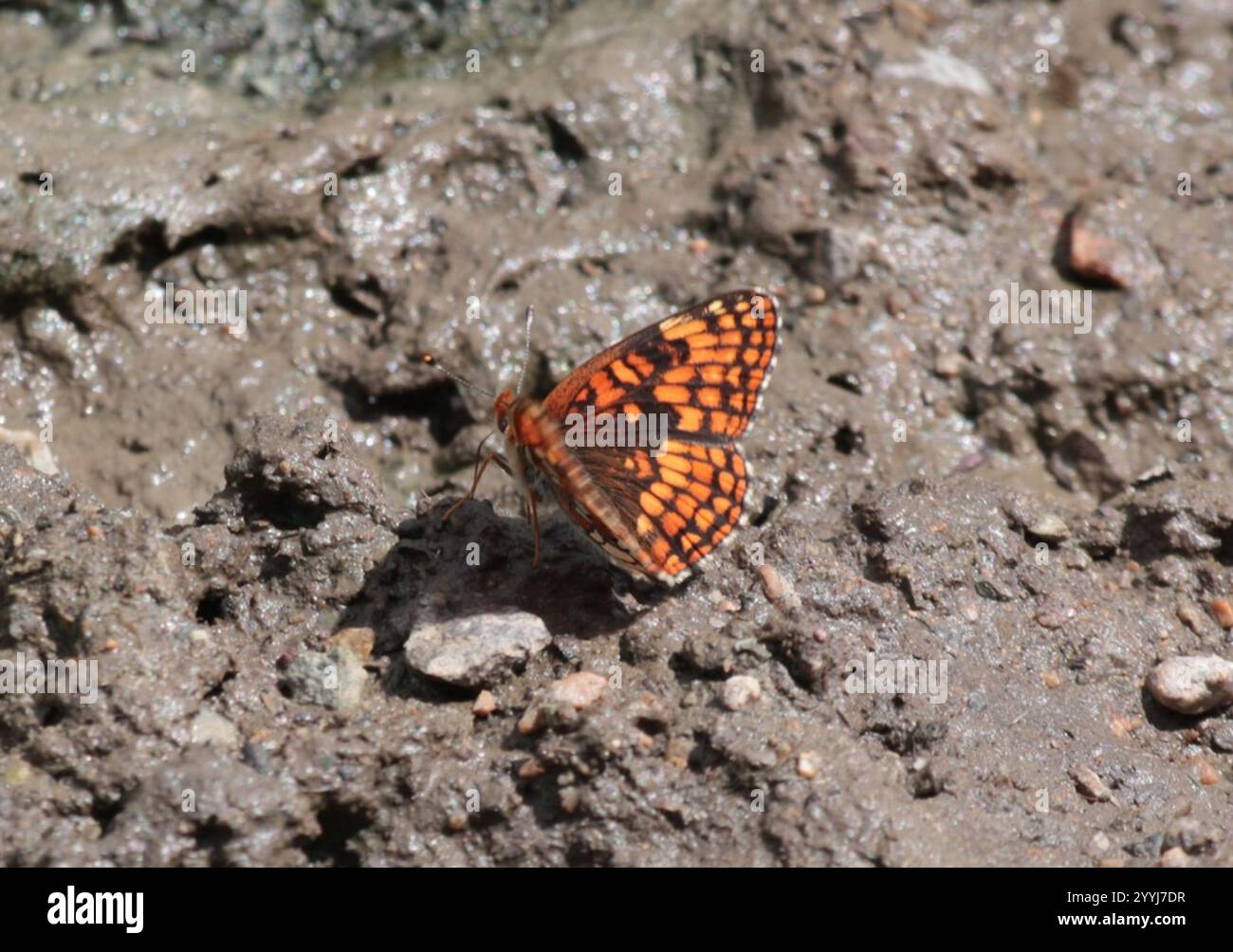 Northern Checkerspot (Chlosyne palla Stock Photo - Alamy