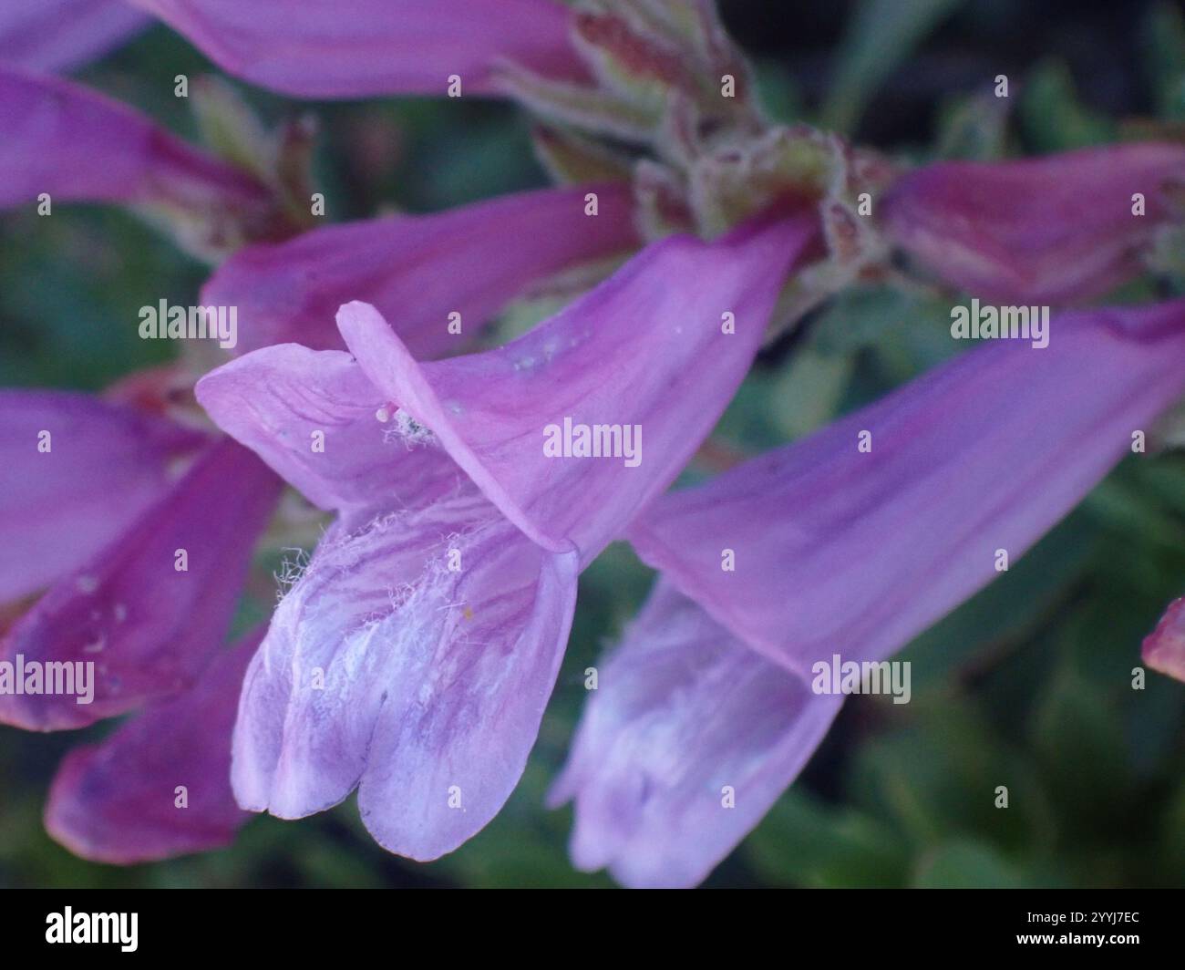 Eggleaf Beardtongue (Penstemon ellipticus Stock Photo - Alamy