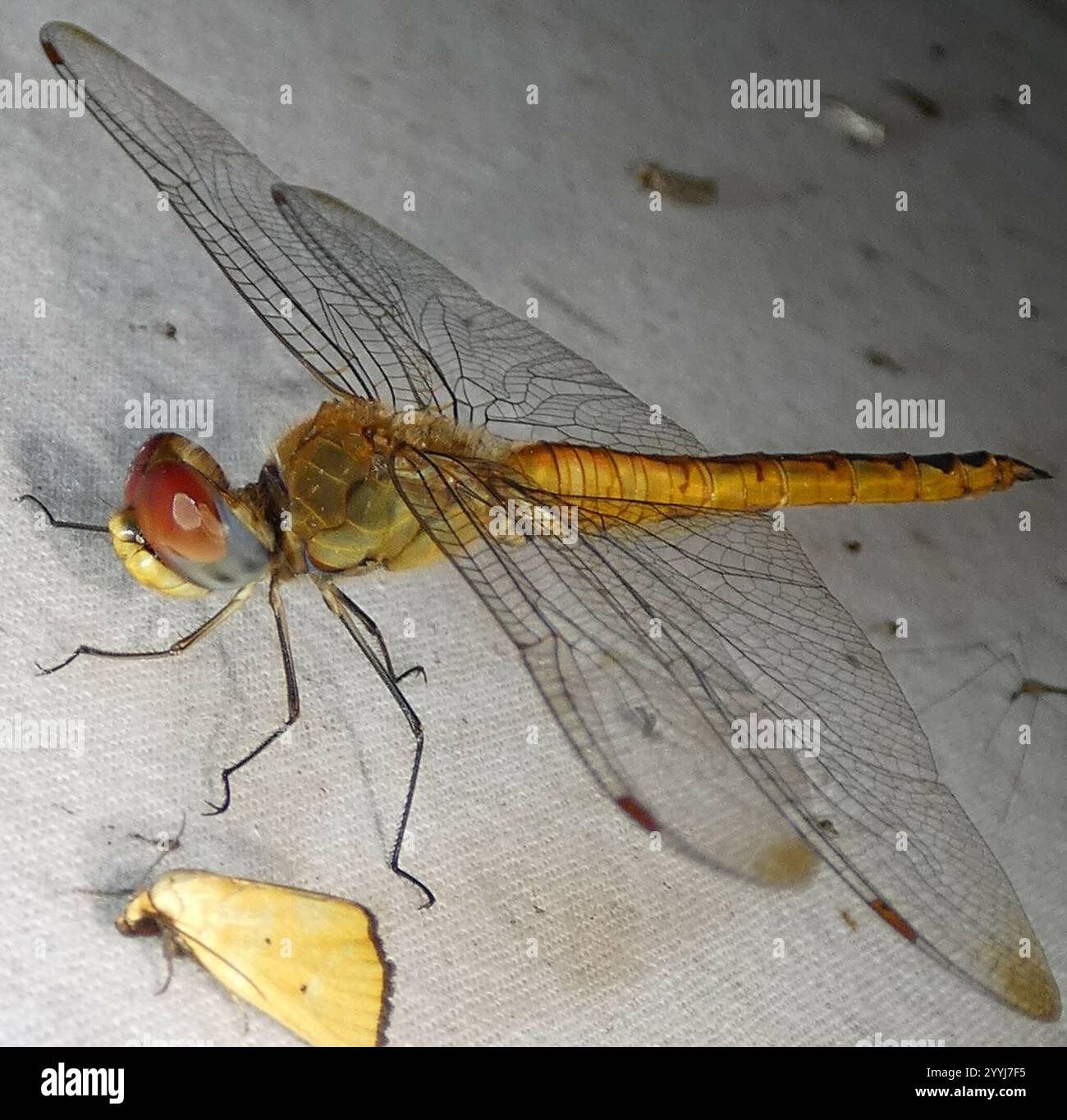 Wandering Glider (Pantala flavescens Stock Photo - Alamy