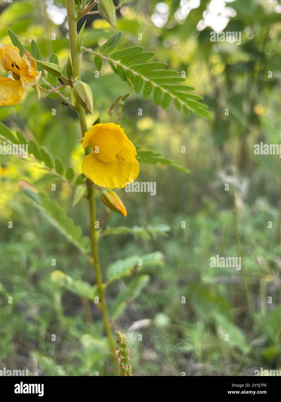 partridge pea (Chamaecrista fasciculata Stock Photo - Alamy