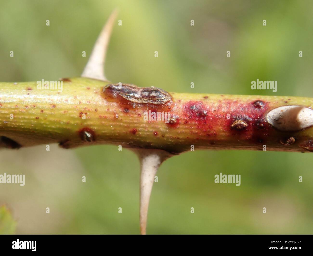 Mossy Rose Gall Wasp (Diplolepis rosae Stock Photo - Alamy