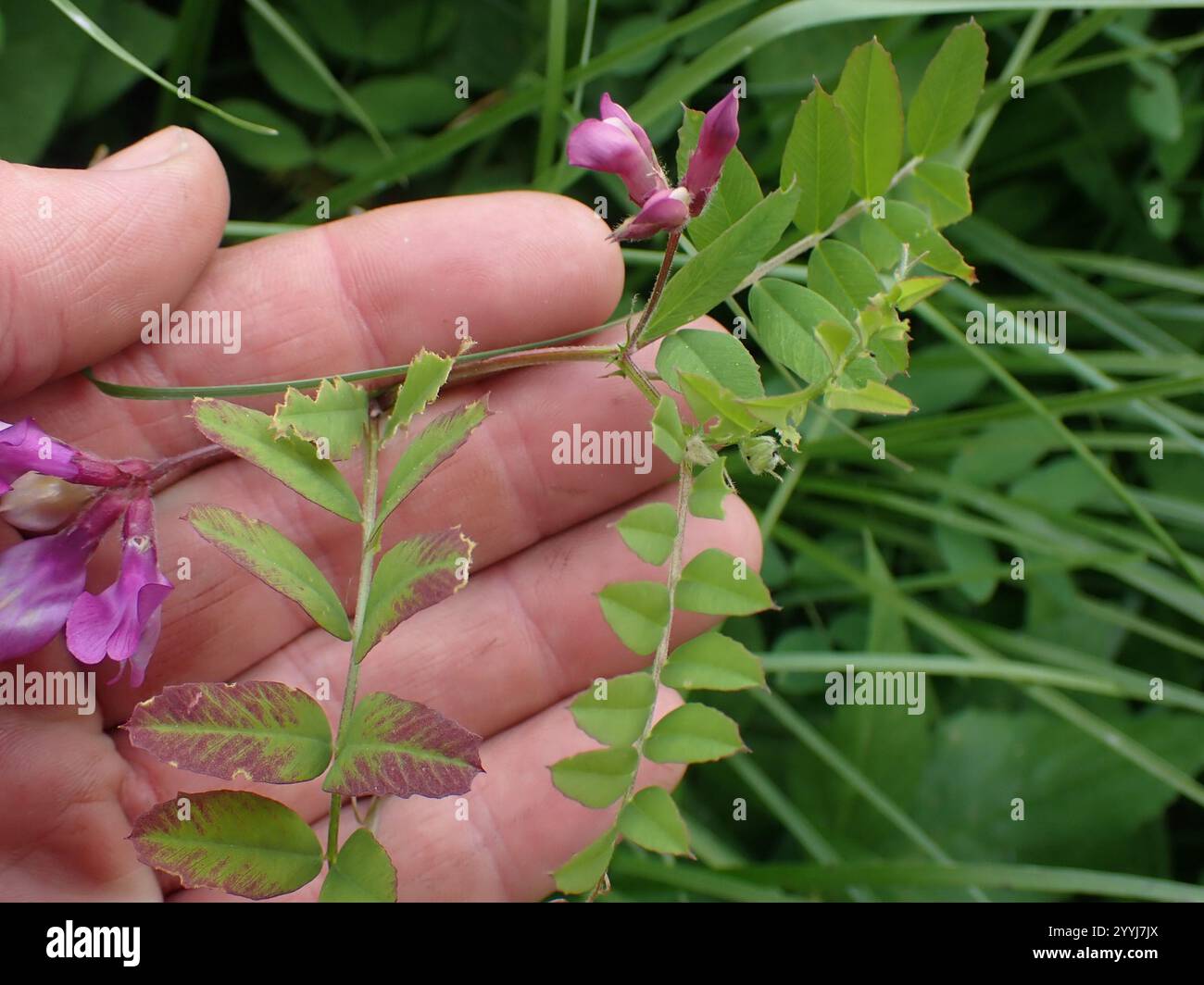 American vetch (Vicia americana Stock Photo - Alamy