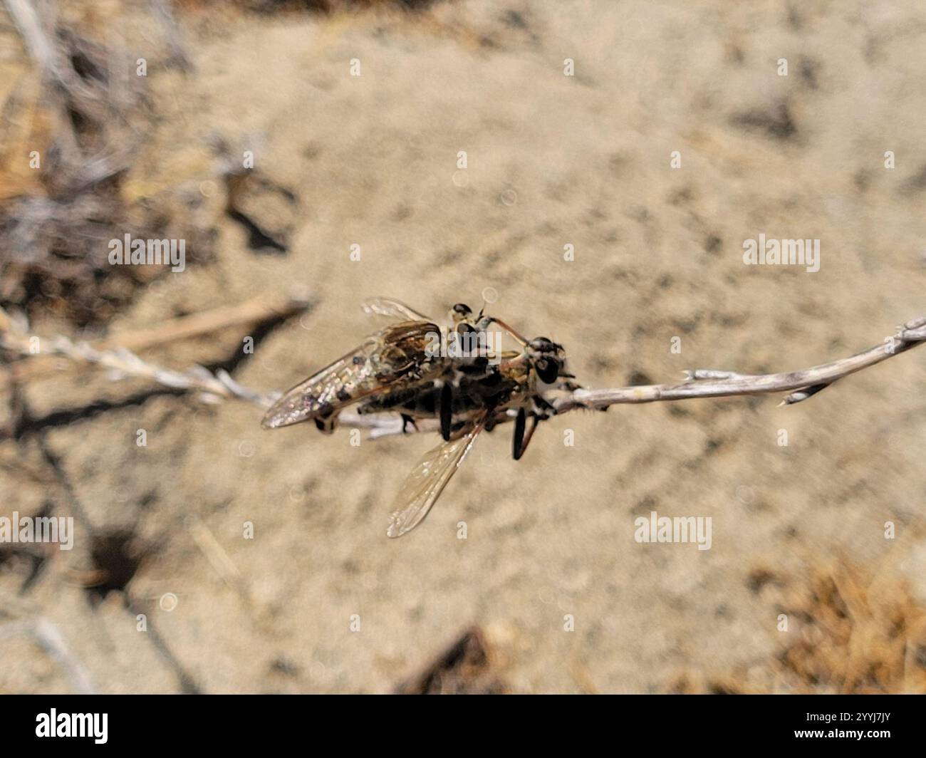 Sand Hammertail (Efferia albibarbis Stock Photo - Alamy