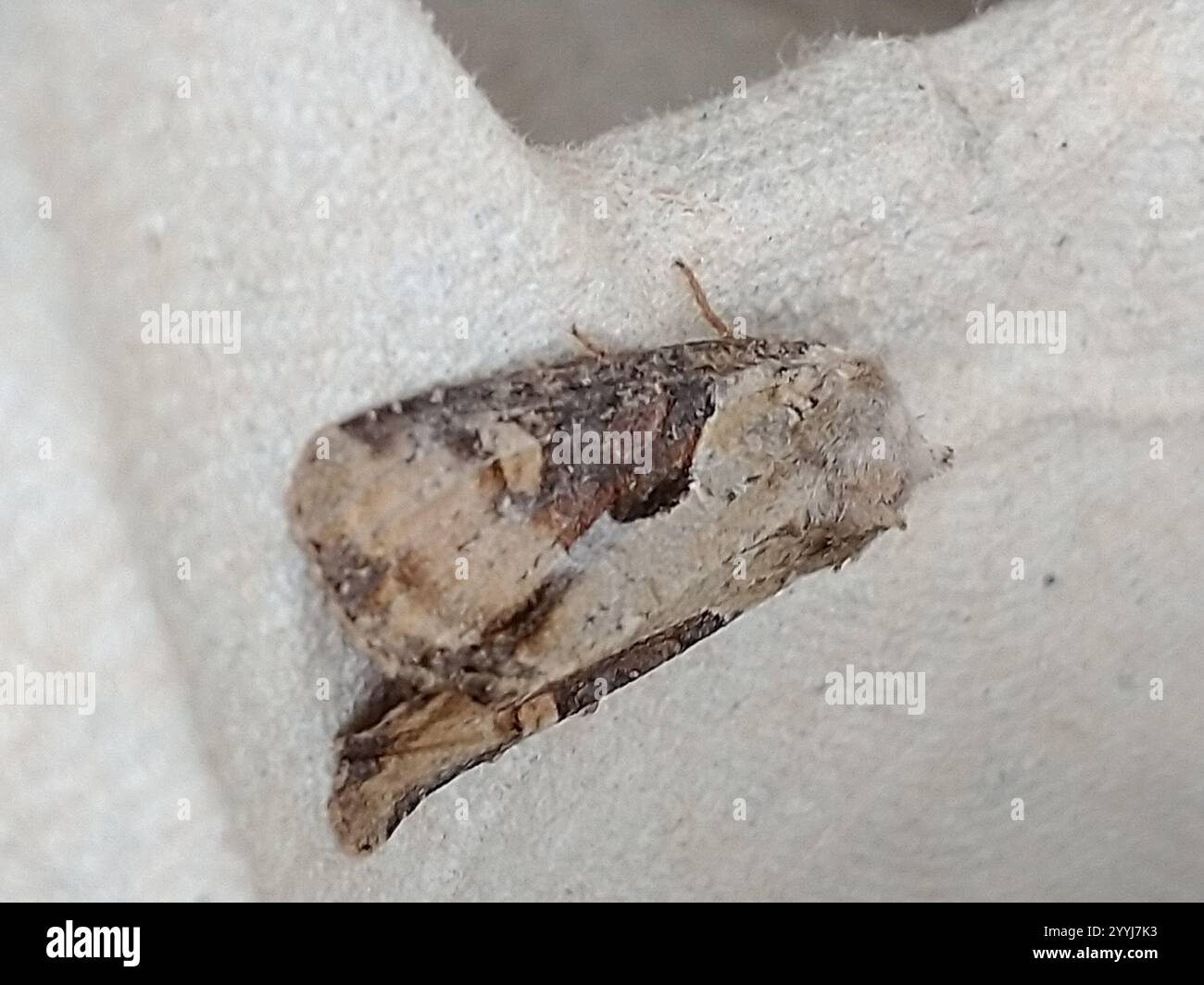 Double-lobed Moth (Lateroligia ophiogramma Stock Photo - Alamy