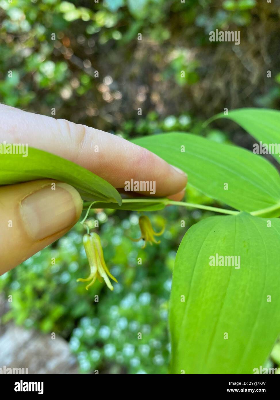 white twisted-stalk (Streptopus amplexifolius Stock Photo - Alamy