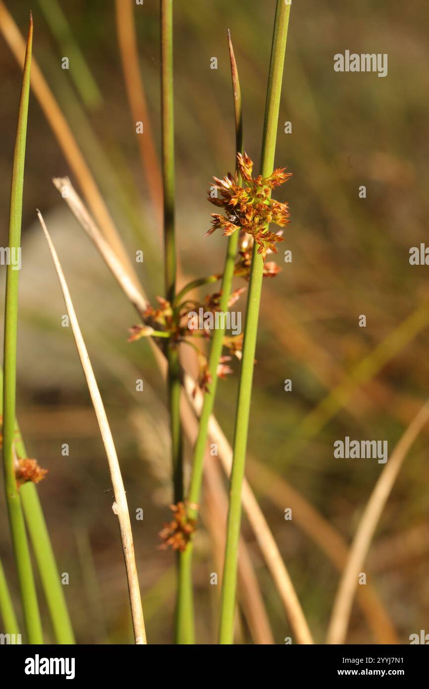 Soft Rush (Juncus effusus Stock Photo - Alamy