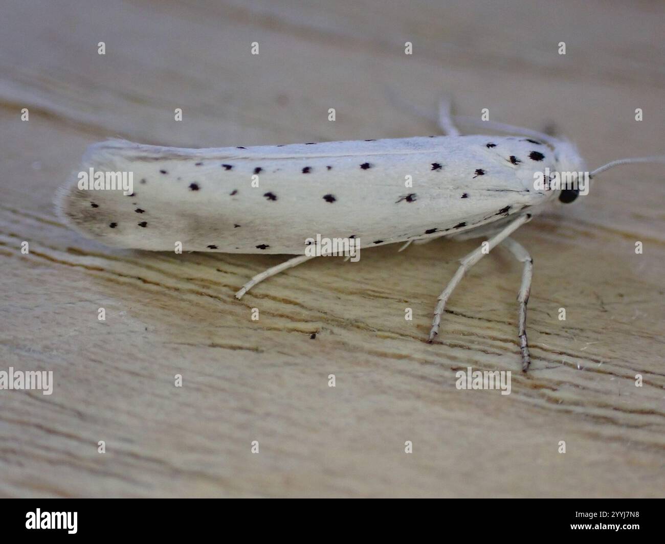 Spindle Ermine Moth (Yponomeuta cagnagella Stock Photo - Alamy