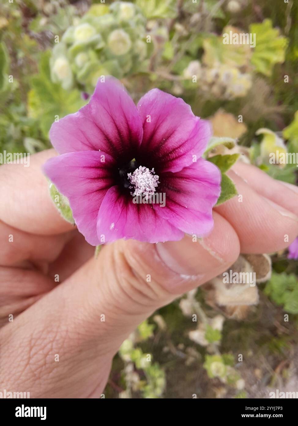Tree Mallow (Malva arborea Stock Photo - Alamy