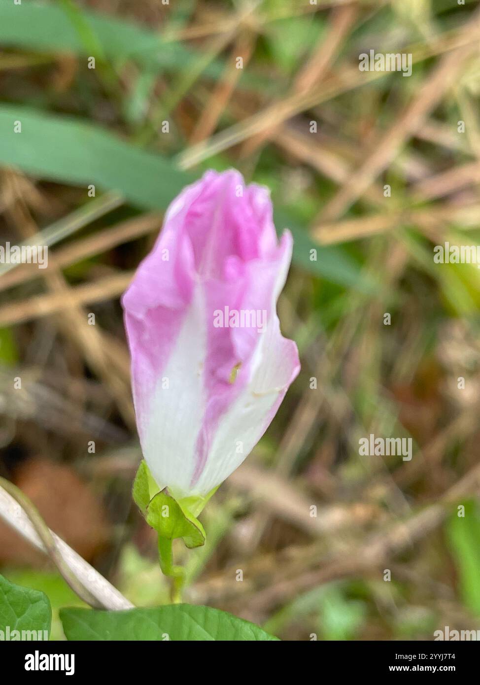 (Calystegia sepium roseata Stock Photo - Alamy