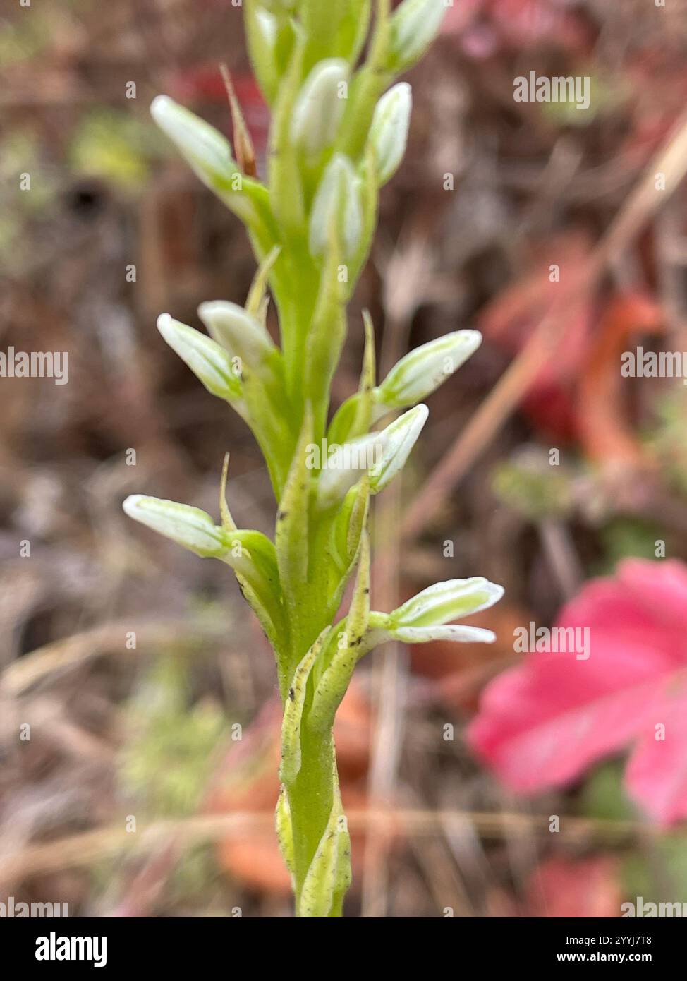 Elegant piperia hi-res stock photography and images - Alamy