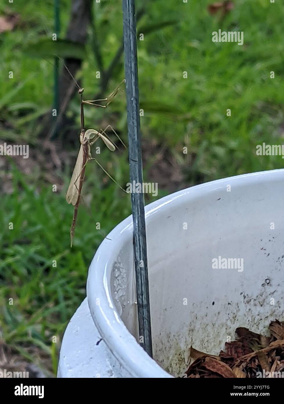 American grass mantis hi-res stock photography and images - Alamy