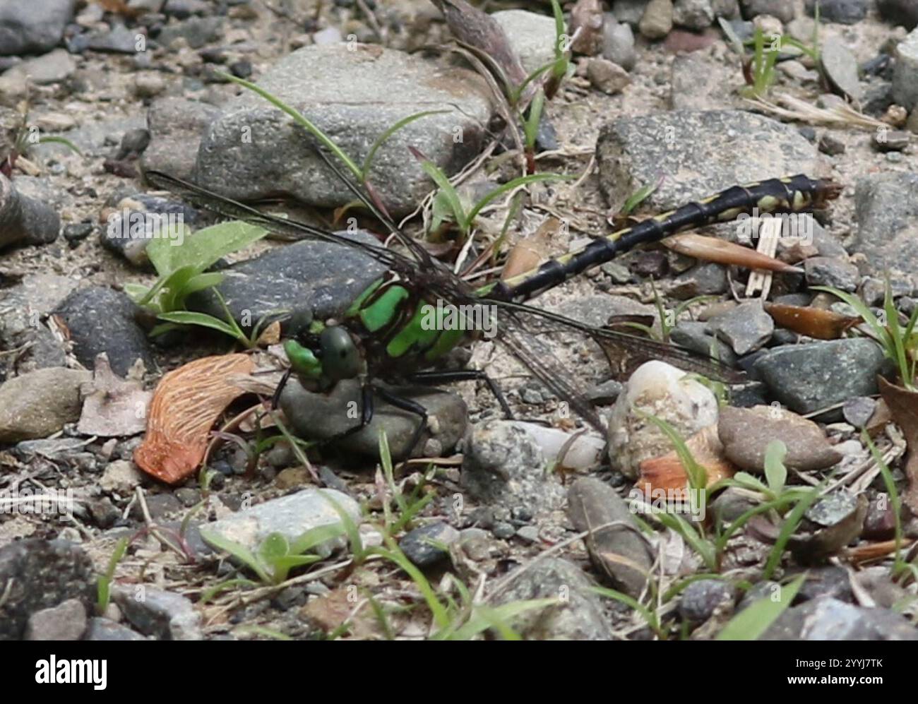 Riffle Snaketail (Ophiogomphus carolus Stock Photo - Alamy