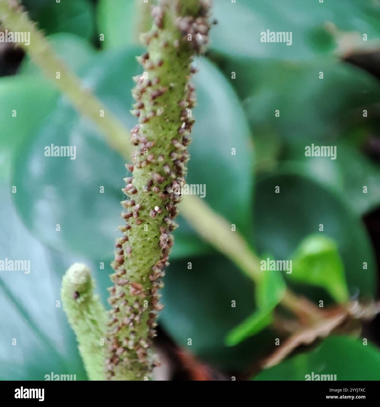 Peperomia magnoliifolia hi-res stock photography and images - Alamy