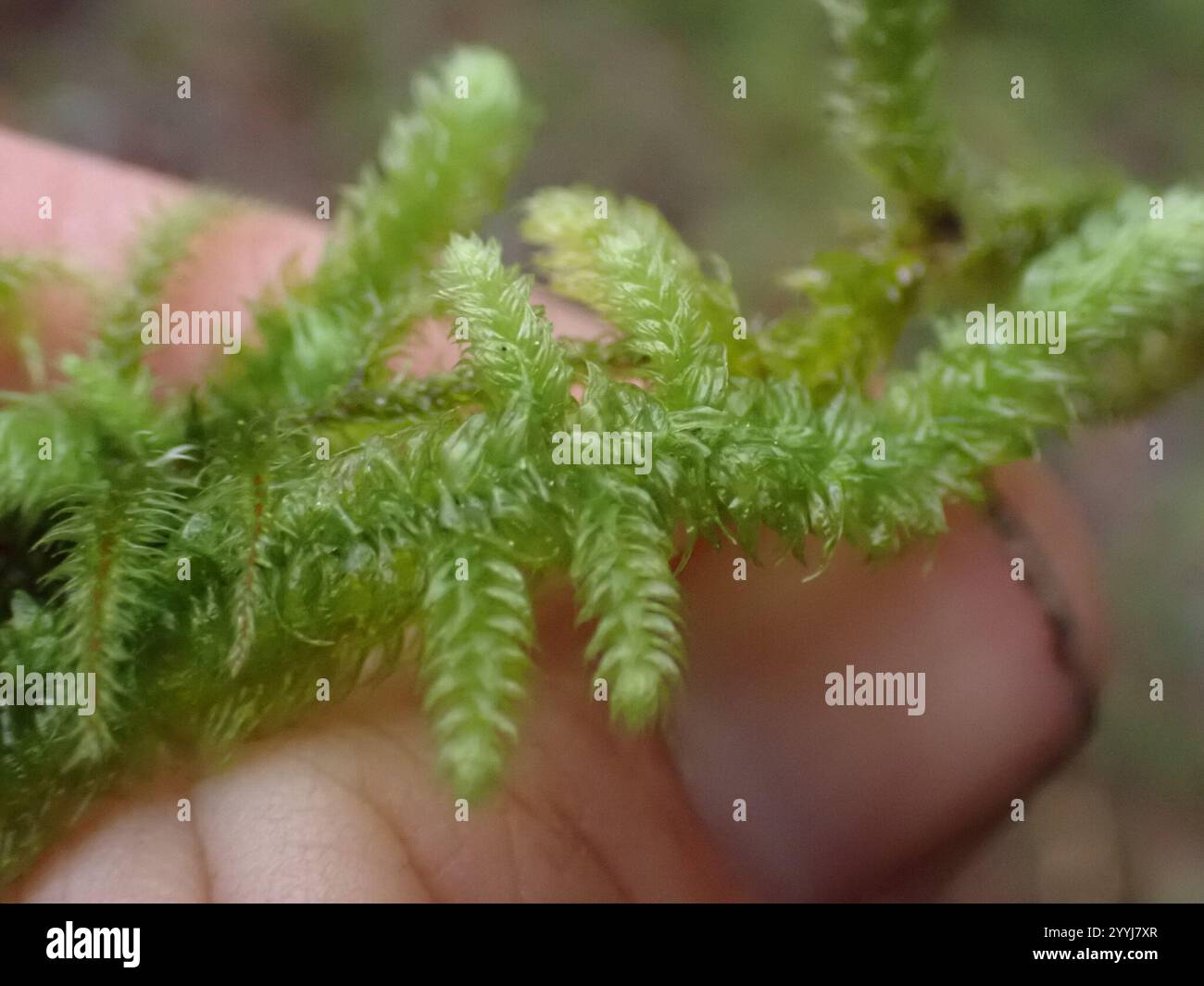 Pipecleaner Moss (Rhytidiopsis robusta Stock Photo - Alamy