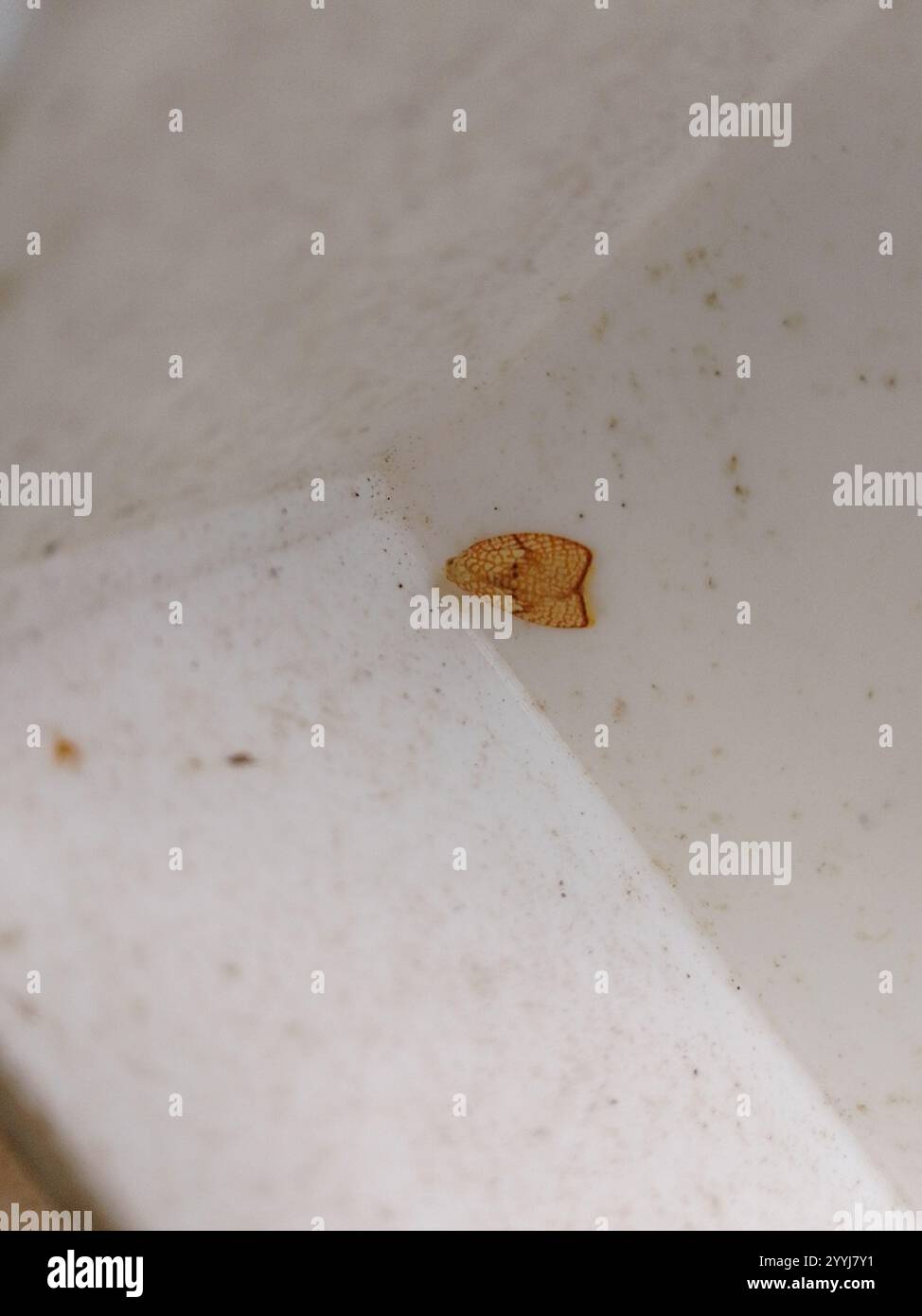 Maple Leaftier Moth (Acleris forsskaleana Stock Photo - Alamy