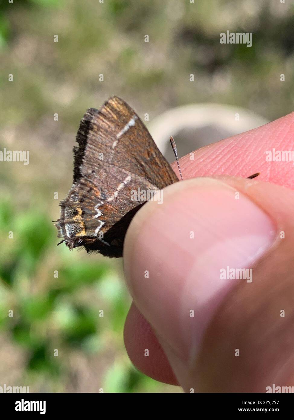 Callophrys spinetorum hi-res stock photography and images - Alamy