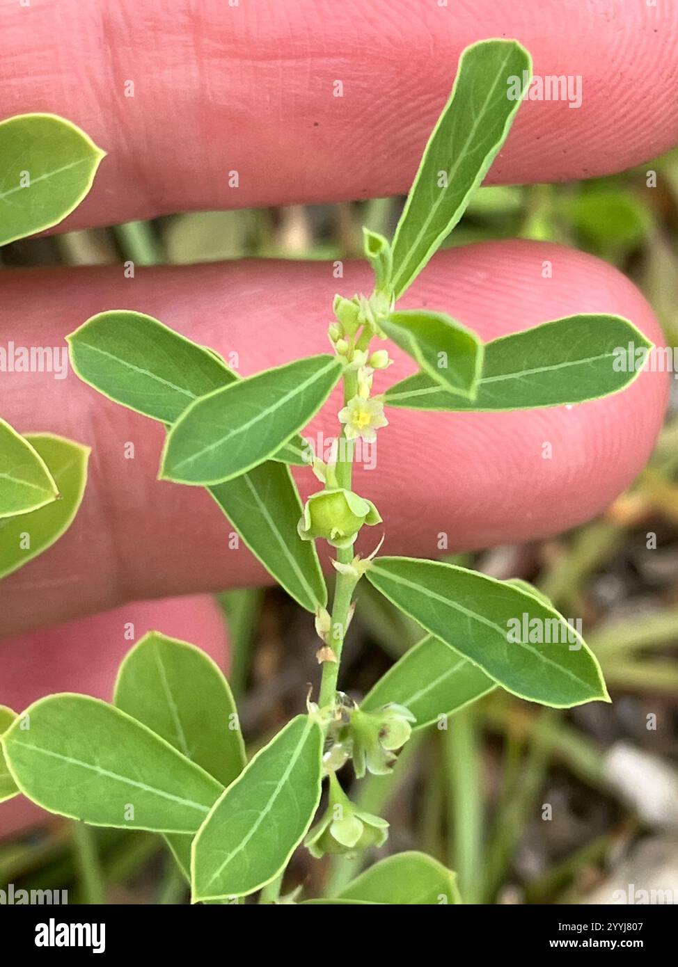 Smartweed Leafflower (Phyllanthus polygonoides Stock Photo - Alamy