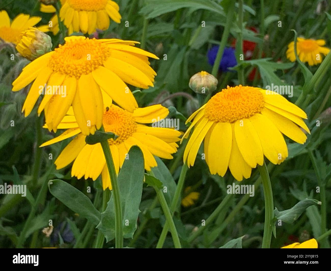 Corn Marigold (Glebionis segetum Stock Photo - Alamy