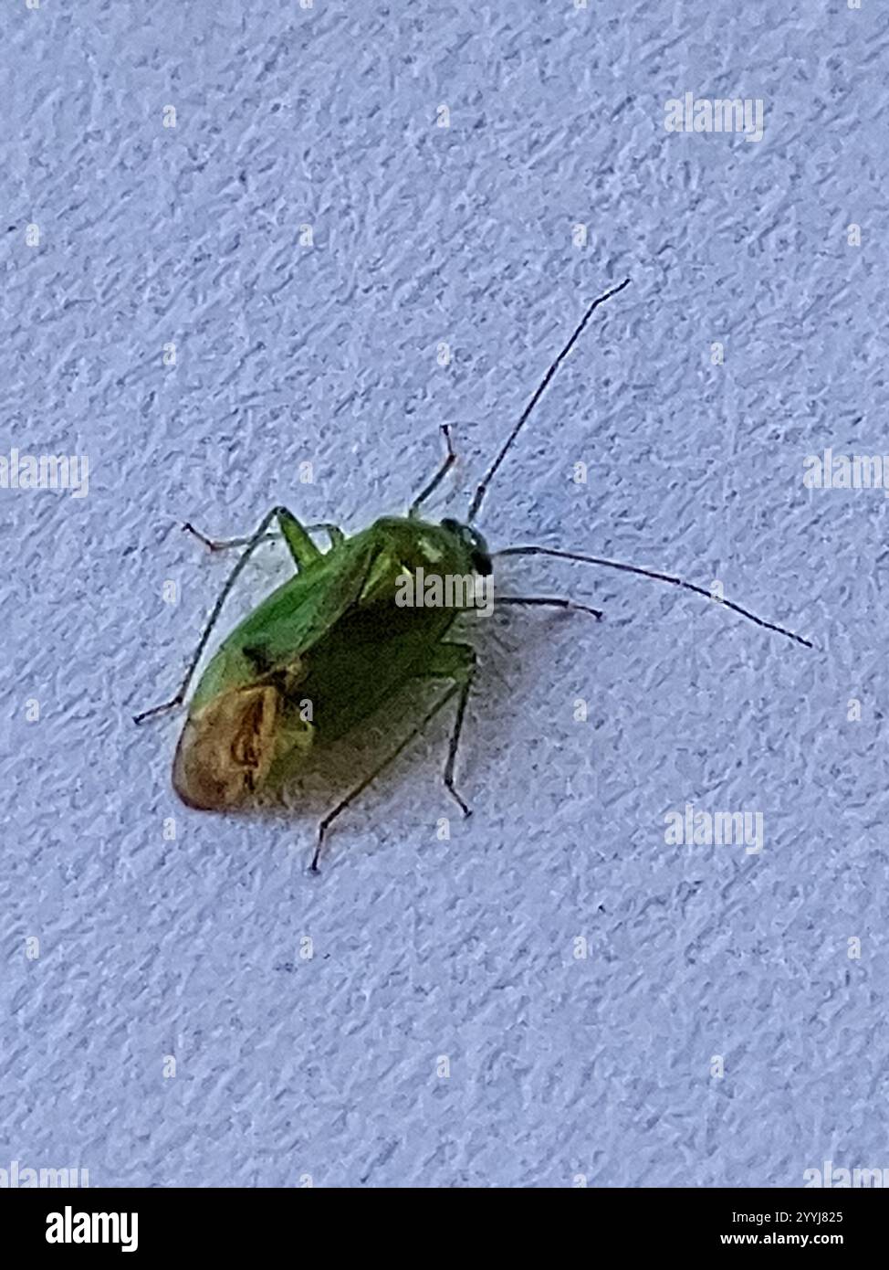 Common Green Capsid (Lygocoris pabulinus Stock Photo - Alamy