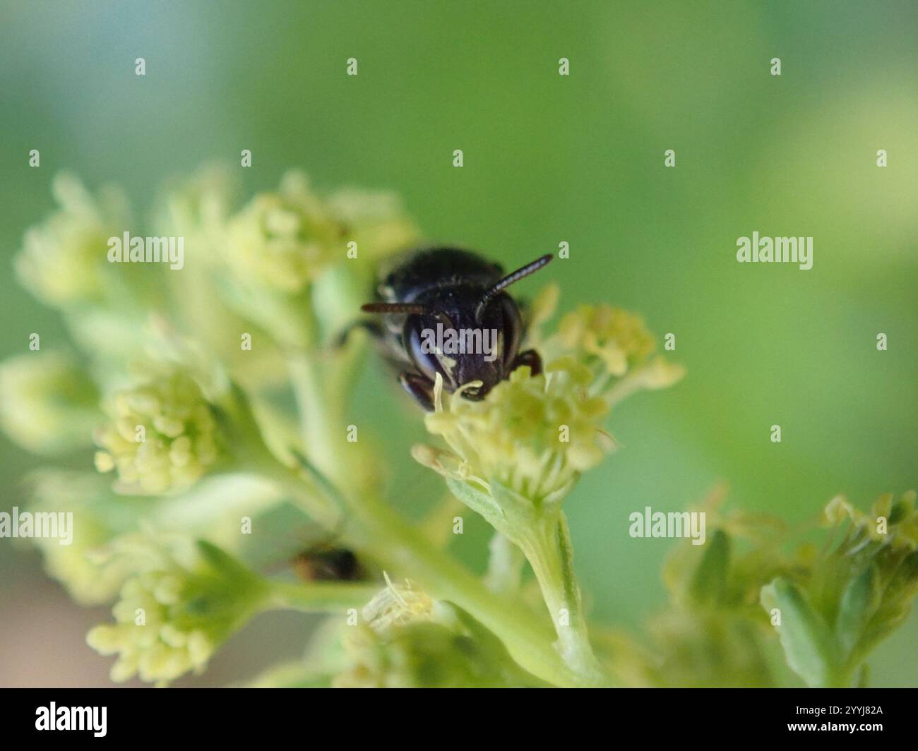Masked Bees (Hylaeus Stock Photo - Alamy