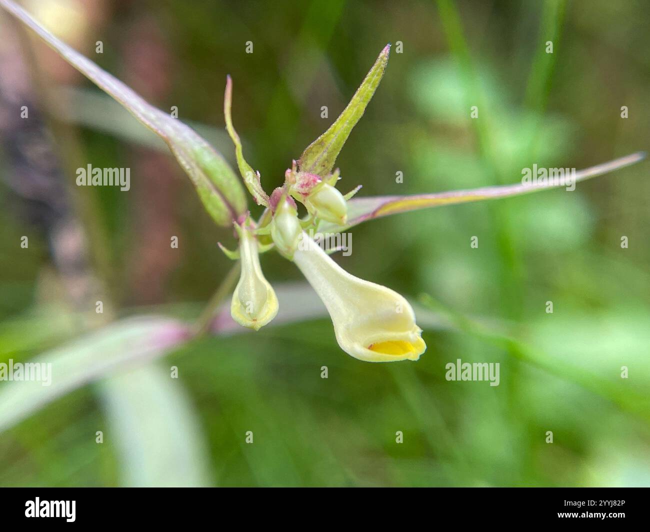 Common Cow-wheat (Melampyrum pratense Stock Photo - Alamy