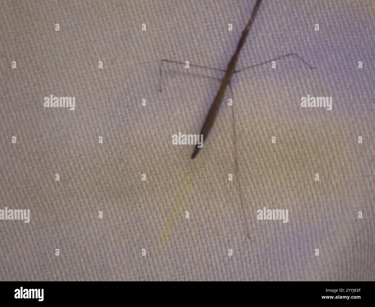 Thread-legged Bugs (Emesinae Stock Photo - Alamy