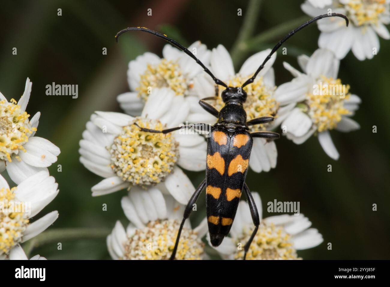 four-banded longhorn beetle (Leptura quadrifasciata Stock Photo - Alamy
