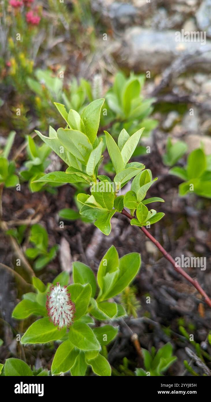 arctic willow (Salix arctica Stock Photo - Alamy