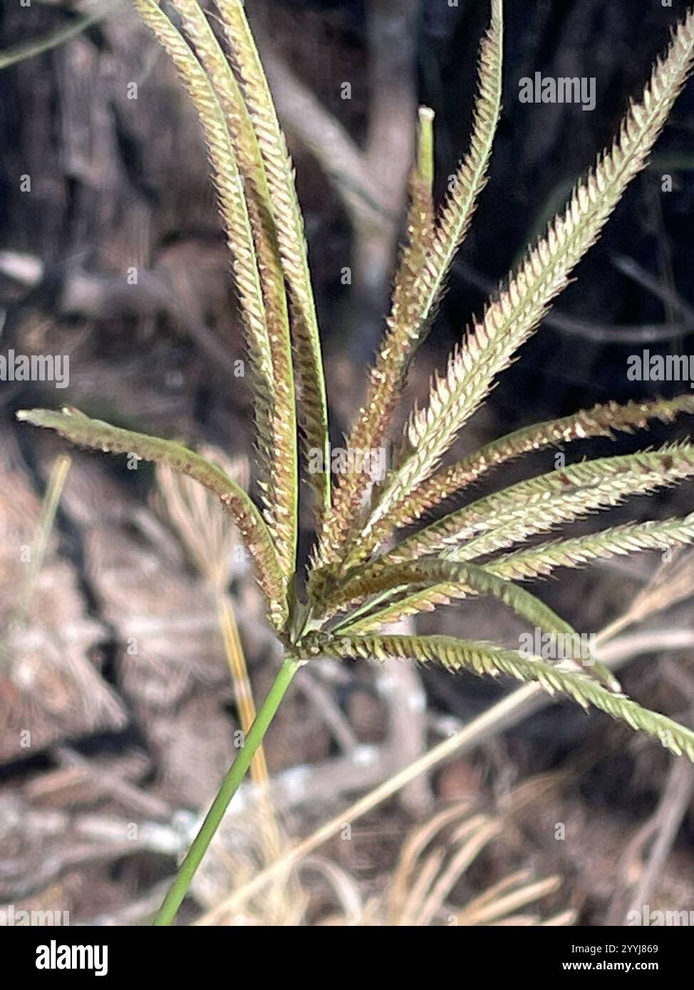 Chloris gayana hi-res stock photography and images - Alamy