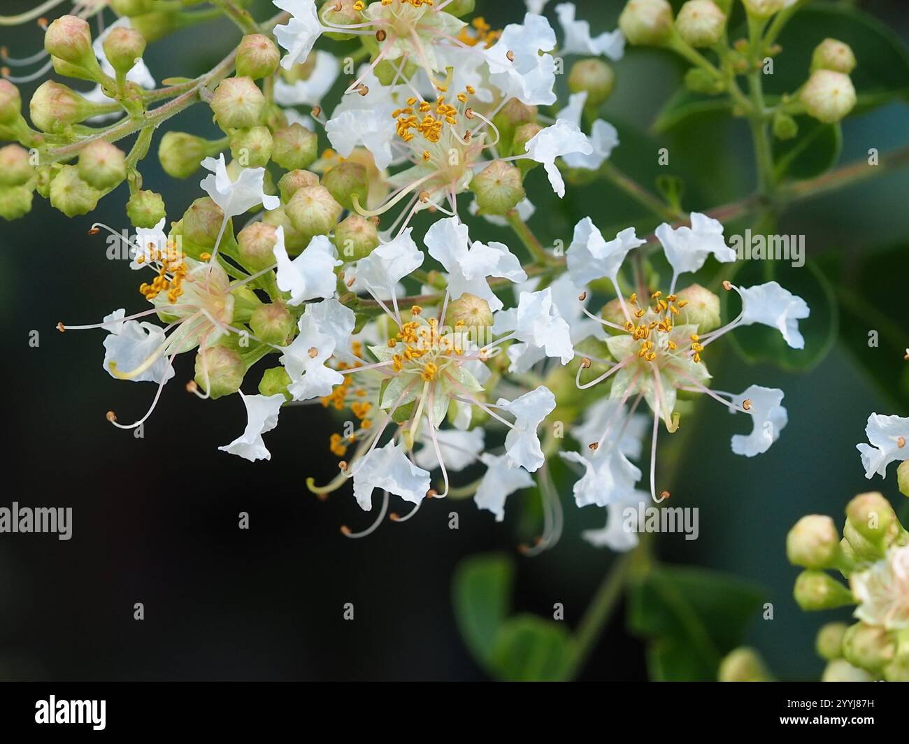 Subcostate Crape Myrtle (Lagerstroemia subcostata Stock Photo - Alamy