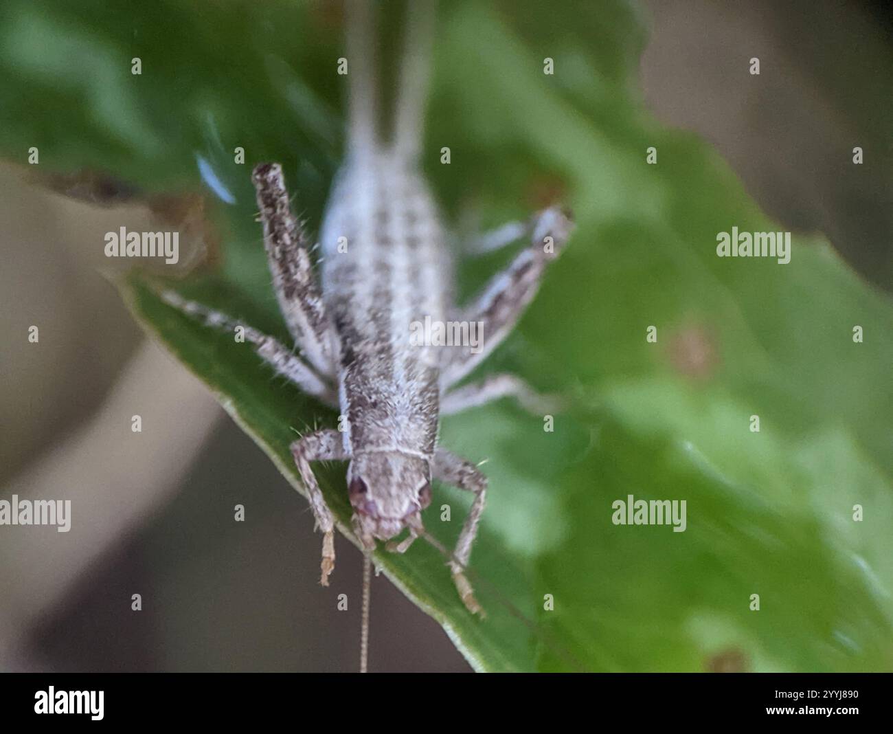 Common Scaly Crickets (Cycloptilum Stock Photo - Alamy