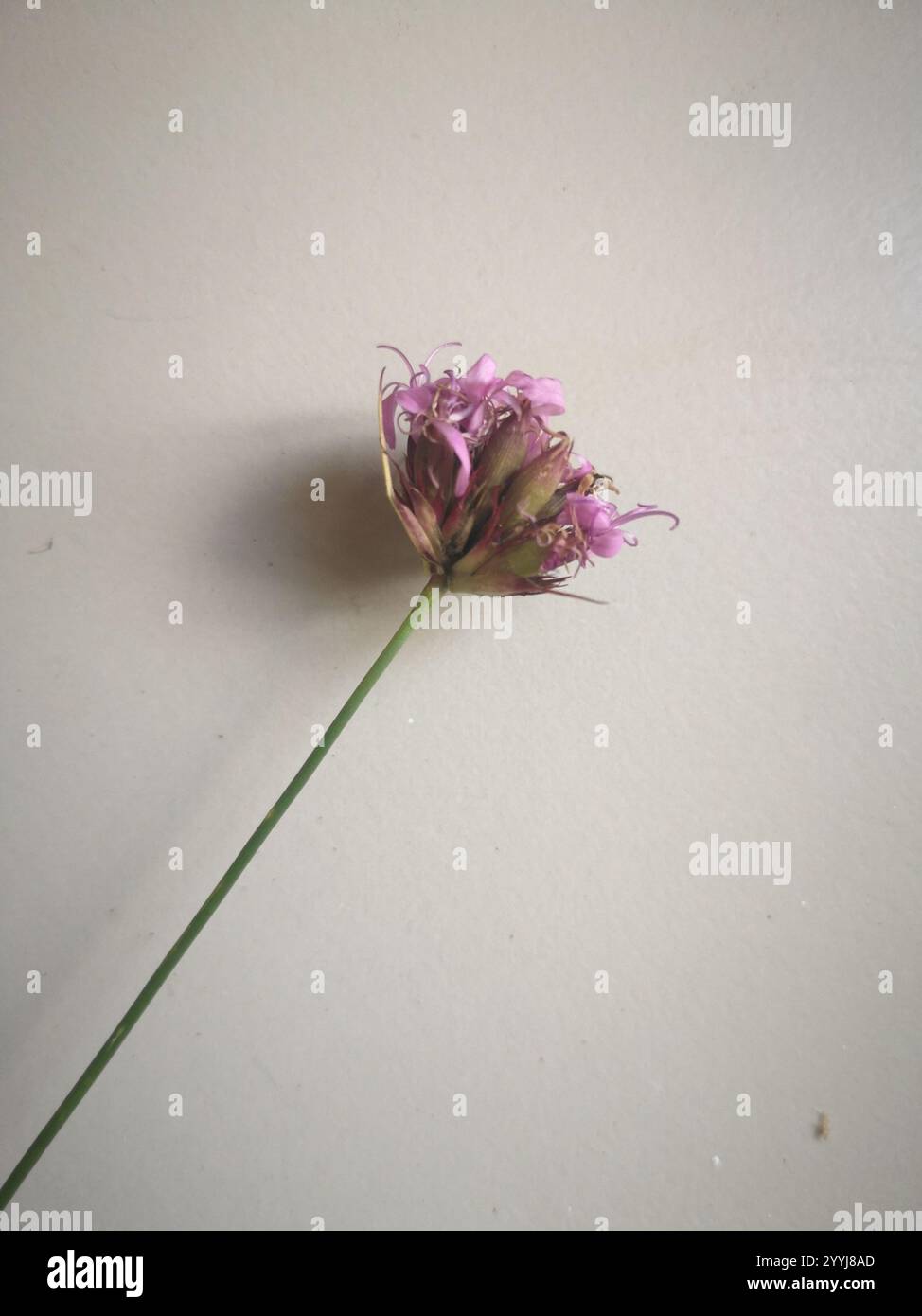 Proliferous Pink (Petrorhagia prolifera Stock Photo - Alamy
