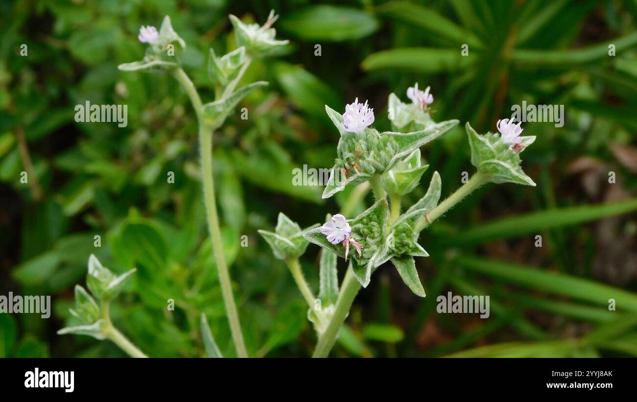 Tall Elephant's-foot (Elephantopus elatus Stock Photo - Alamy