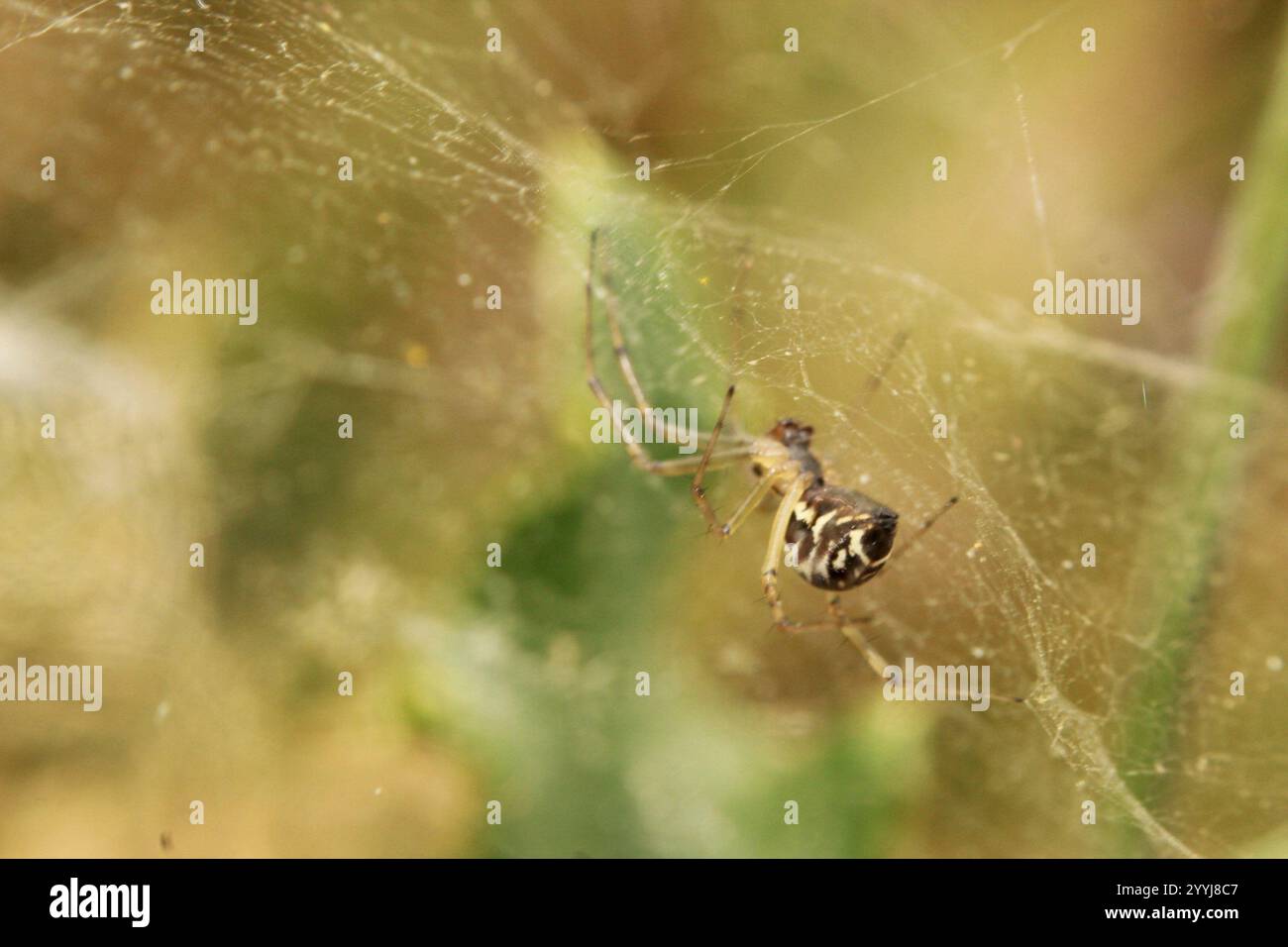 Common sheetweb spider (Linyphia triangularis Stock Photo - Alamy