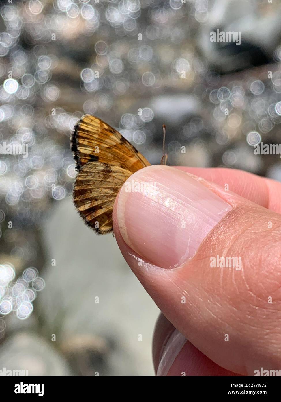 Field Crescent (Phyciodes pulchella Stock Photo - Alamy