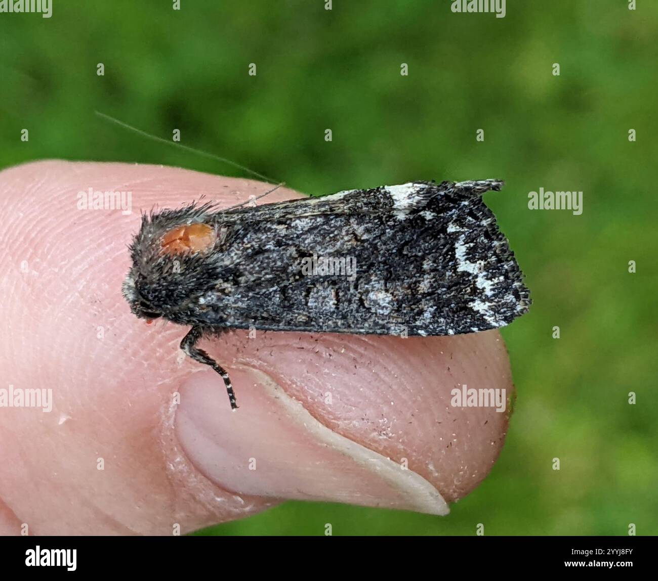Cutworms and Dart Moths (Noctuinae Stock Photo - Alamy