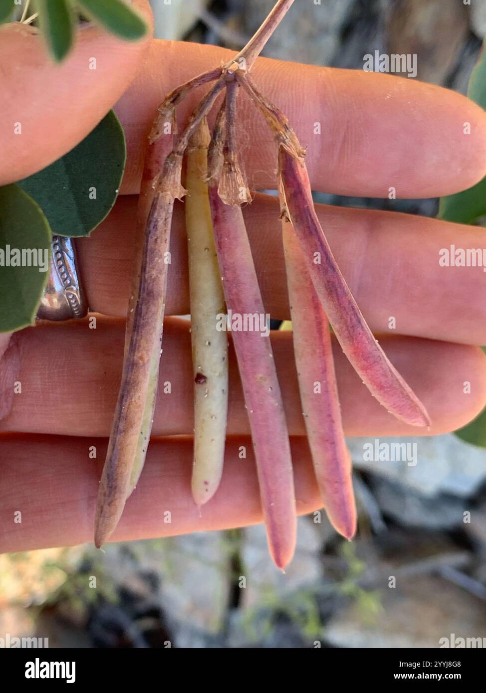 Big deervetch (Hosackia crassifolia Stock Photo - Alamy