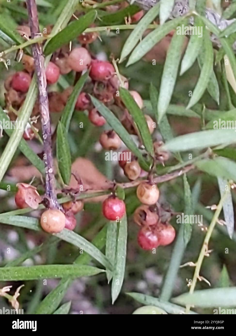 African Asparagus (Asparagus aethiopicus Stock Photo - Alamy