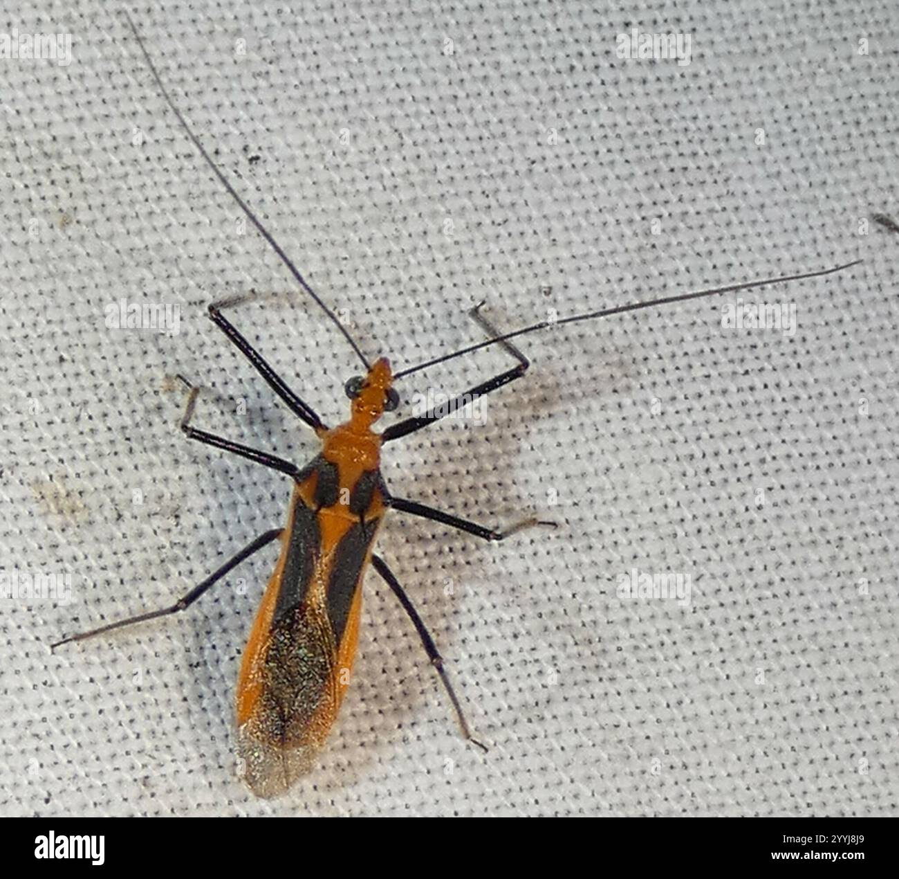 Red Bull Assassin Bug (Repipta taurus Stock Photo - Alamy