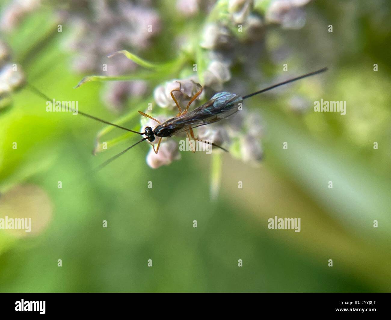 Ichneumonid and Braconid Wasps (Ichneumonoidea Stock Photo - Alamy