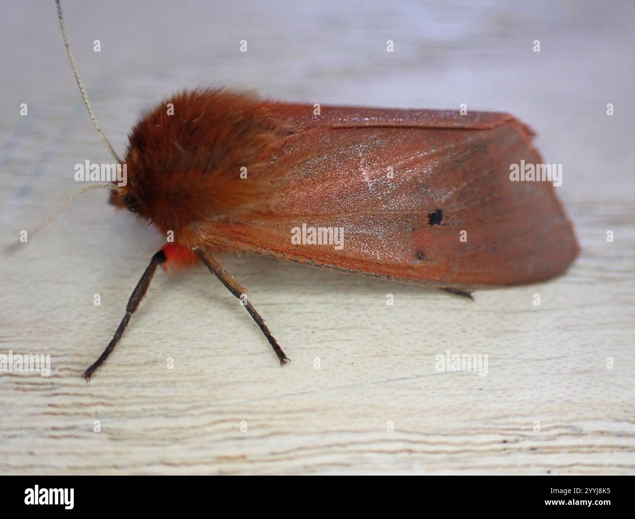 Ruby Tiger Moth (Phragmatobia fuliginosa Stock Photo - Alamy
