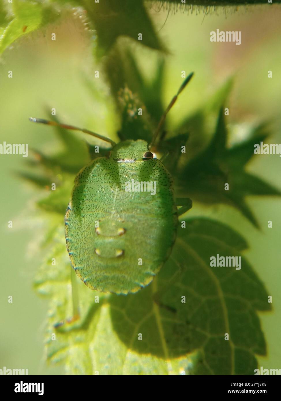 Green Shield Bug (Palomena prasina Stock Photo - Alamy