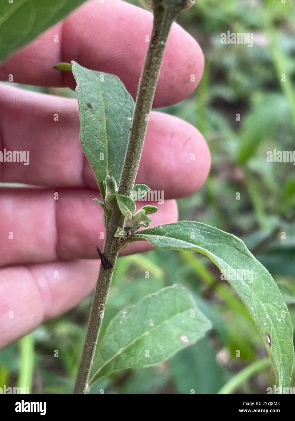 downy yellow false foxglove (Aureolaria virginica Stock Photo - Alamy