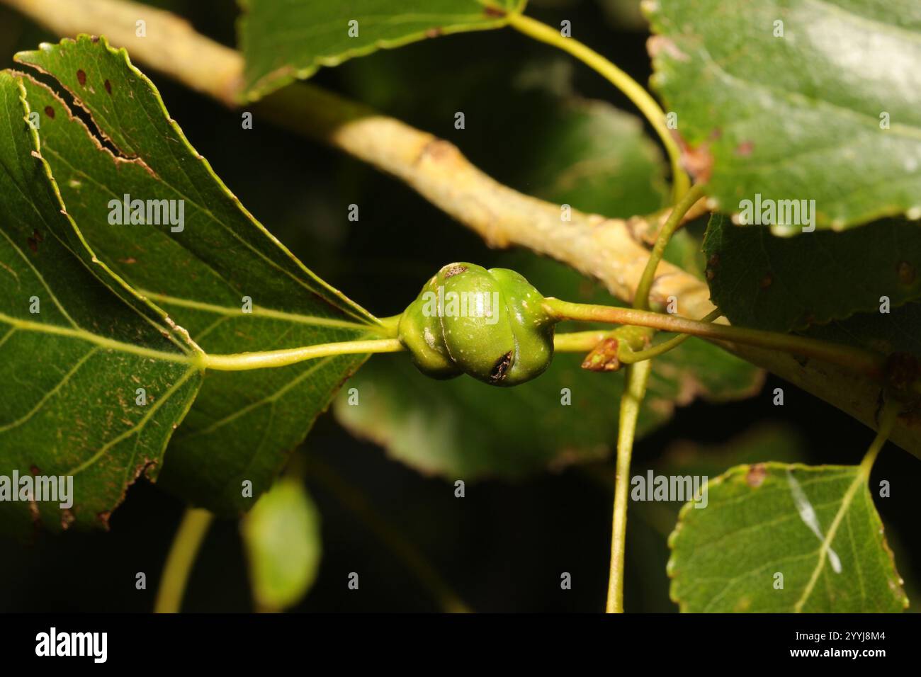 Poplar Spiral Gall Aphid (Pemphigus spyrothecae Stock Photo - Alamy