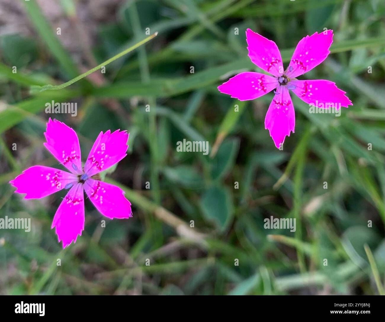 Maiden Pink (Dianthus deltoides Stock Photo - Alamy