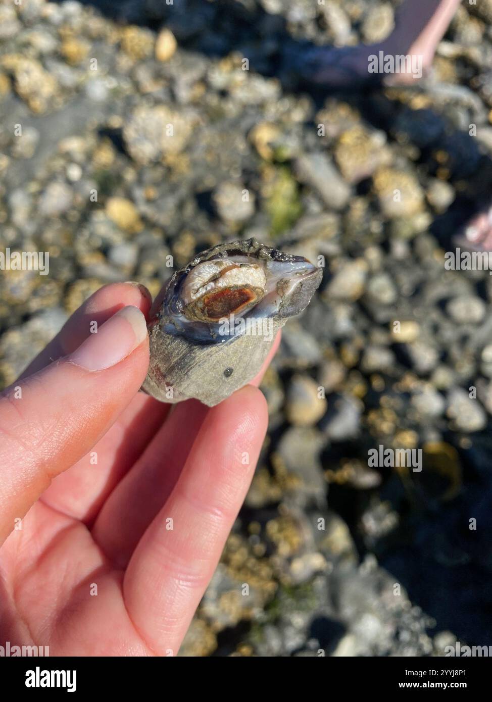 Frilled dogwinkle hi-res stock photography and images - Alamy